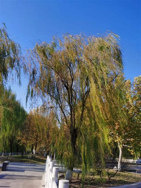 Ui设计和平面设计专业，哪个更好找工作？ 知乎