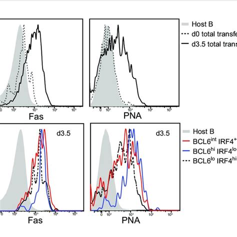 Multiple Activated B Cell Subsets Have Elevated Fas And Pna Binding