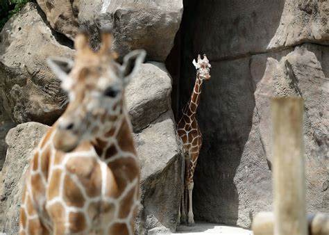 100 Zoo Animals Pictures