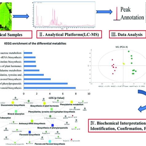 Schematic Representation Of Metabolomics Workflow In Nutritional