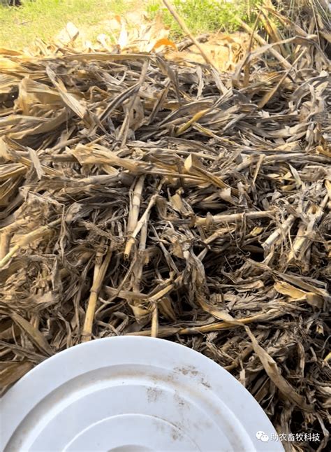【案例】晒干的干玉米秸秆利用微生物发酵后再喂鸡能有营养吗？广西何老板就是用此方法对抗低迷行情 饲料 肉鸡 进行