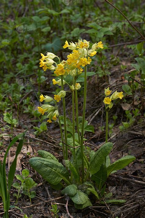 林中空地上的报春花。