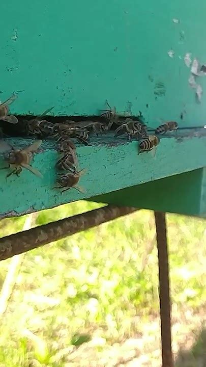 როგორ მუშაობს ფუტკრები თაფლი Youtube