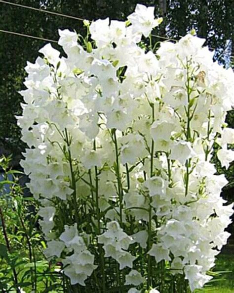 Белые колокольчики