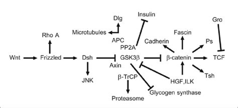 Schematic representation of the canonical Wnt β catenin signalling