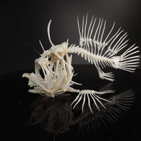 Frogfish Skeleton