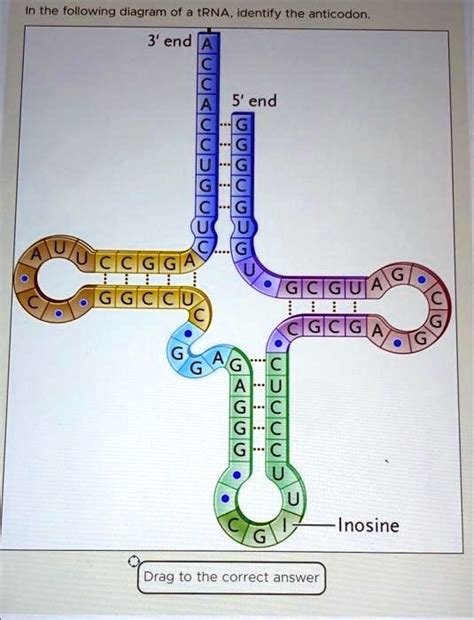 In The Following Diagram Of A Trna Identify The Anticodon Drag To The Correct Answer In The