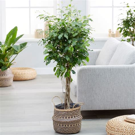 Ficus Benjamina Exotica Weeping Fig Artofit