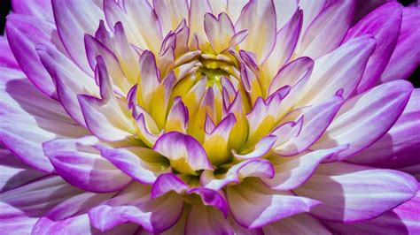 What Is The Fibonacci Sequence Live Science