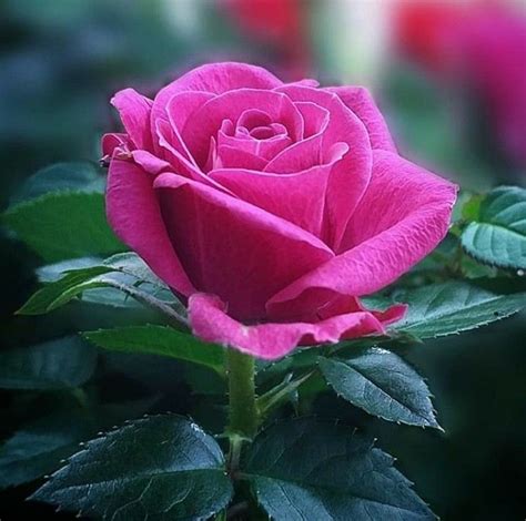 Beautiful Rose For A Good Morning