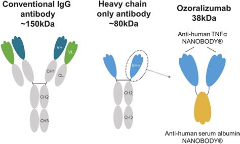 Schematic Representation Of A Conventional Igg Antibody Download Scientific Diagram