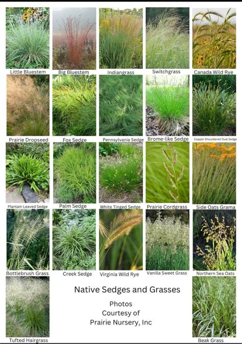 Native Grasses And Sedges Native Prairie Plants Identification Native