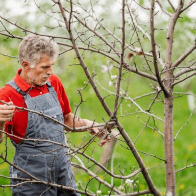Edmonton Tree Trimming Pruning Services Expert Care
