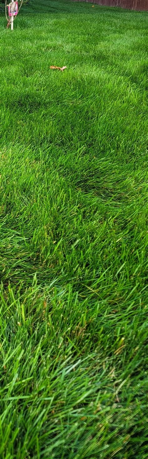 Bringing Life Back To Your Lawn Repairing Dead Spots And Sparse Grass