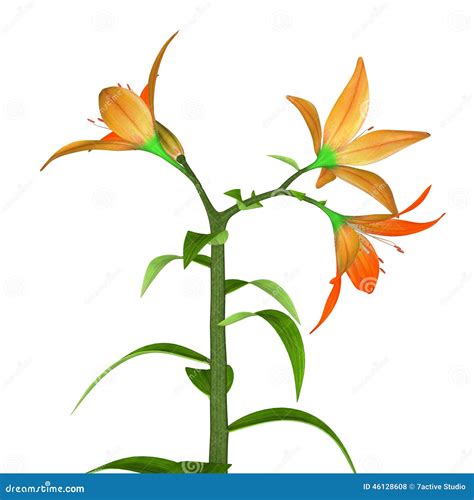 Angiosperm Fertiliz Flower Stock Illustration Illustration Of Pistil