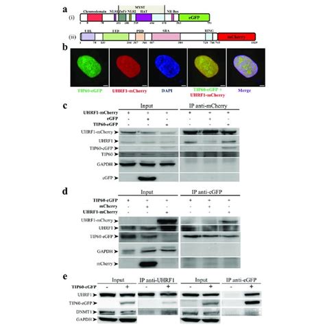 Schematic Representation Of Uhrf1 Structure With Its Domains Download Scientific Diagram