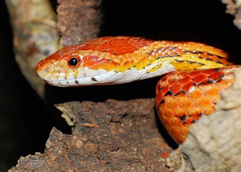 Corn Snake Vs Ball Python Care At David Trumper Blog