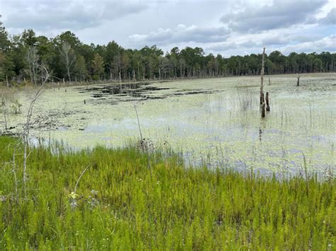 Screven County Ga 1341 Acres Green Hill Land And Forestry