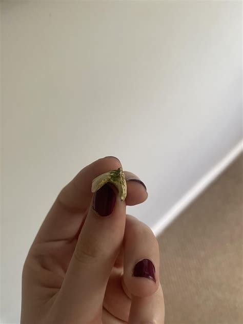 What Sort Of Fossil Is This R Fossils