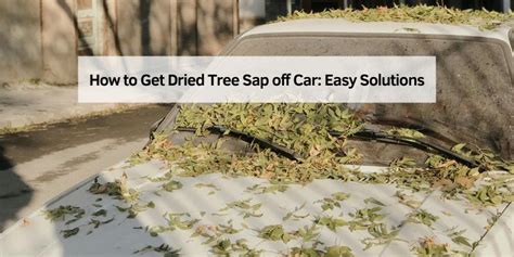 How To Get Dried Tree Sap Off Car Easy Solutions