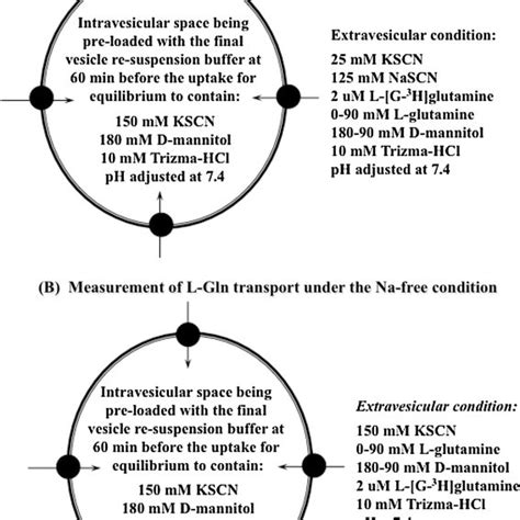 Schematic Illustration Of The Prepared Apical Membrane Vesicles And