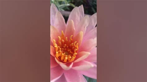 ජපානයේ බහුලව දක්නට ඇති නෙළුම් මලක් Youtube