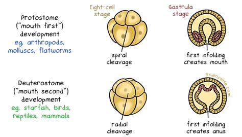 16 Giant Leaps In Animal Evolution Science Me