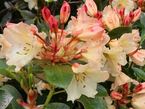 Working In The Stumpy Garden