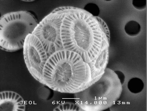 Roscoff Culture Collection Marine Microalgae Macroalgae Protists Bacteria And Viruses