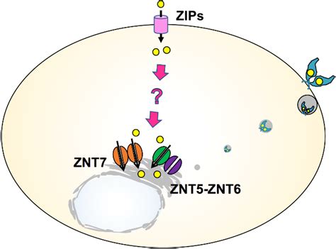 Pdf Metalation And Maturation Of Zinc Ectoenzymes A Perspective