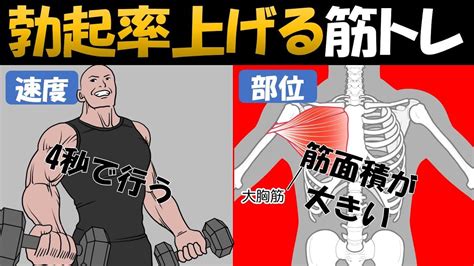 【筋トレ科学】ペニスの勃起率を上げる筋力トレーニング方法 ~テストステロンを支配しデカくする~ Youtube