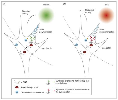 Function And Regulation Of Local Axonal Translation Pmc