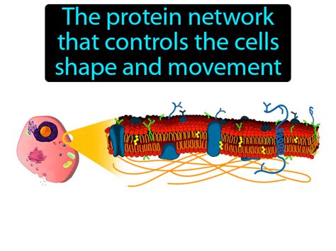 Cytoskeleton Definition And Image Radience