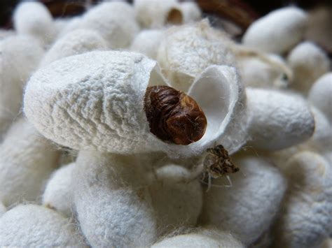 Silk Worm Life Cycle