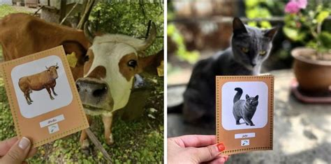 განმავითარებელი აქტივობები