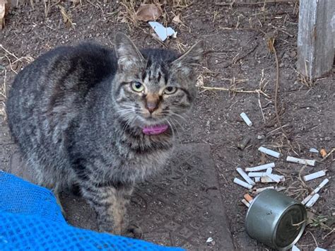 ピンクの首輪をしたキジトラ