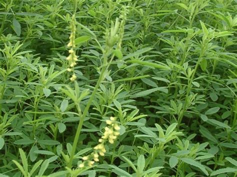 草木樨种子的种植方法 花海建设 长景园林网