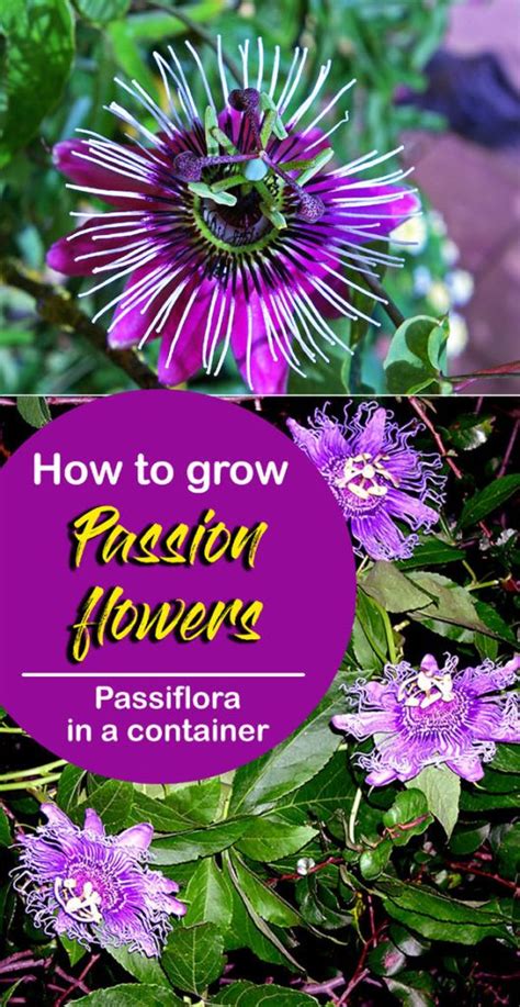 How To Grow Passion Flowers In A Container