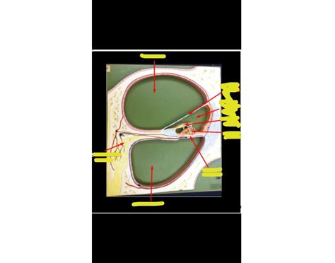 Cochlear Cross Section Model Quiz