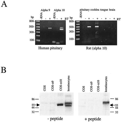 Analysis Of 9 And 10 Expression By Rt Pcr A And Western Blot B A
