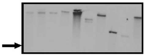 Southern Blot Analysis Of Insertions Genomic Dna Of 10 Mutants Was