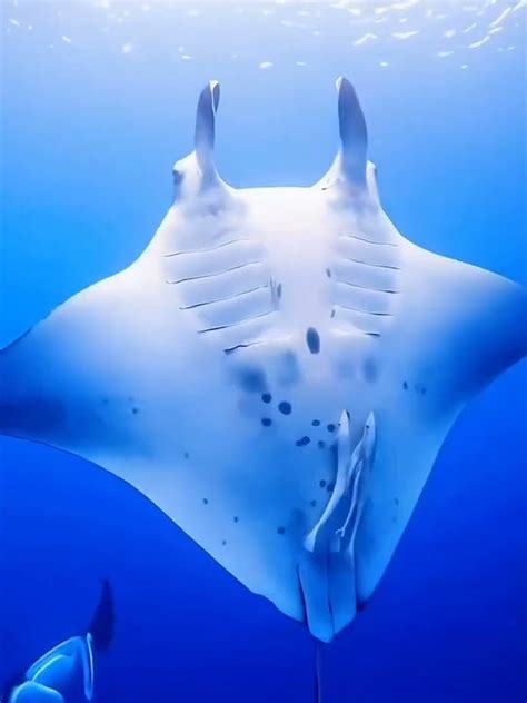 الشيخ محمد محمود الطبلاوي لا يستوي أصحاب النار وأصحاب الجنةسورة الحشر