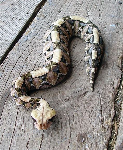 West African Gaboon Viper Reptile Fact