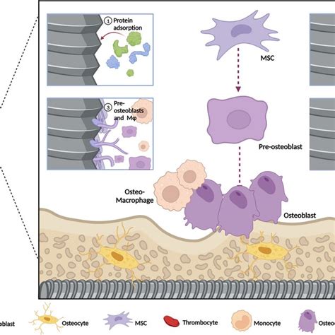 Schematic Representation Of Exosome Application From Young Individuals
