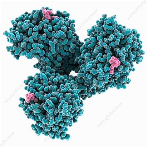 Wsn A Influenza Nucleoprotein Complex Stock Image C035 5970 Science Photo Library