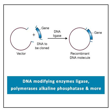 Dna Modifying Enzymes Ligase Polymerases Alkaline Phosphatase Polynucleotide Kinase