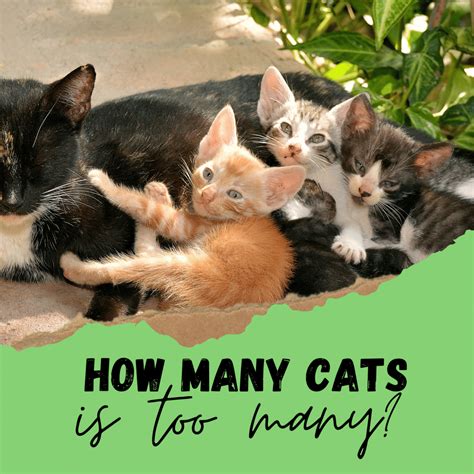 Cat Colonies How Many Cats Is Too Many 2 5 9