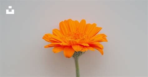 녹색 줄기가있는 노란 꽃 사진 Unsplash의 무료 오렌지 이미지