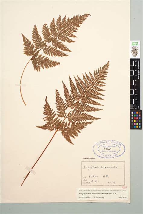 Parapolystichum Microsorum Endl Labiak Et Al Collections Online