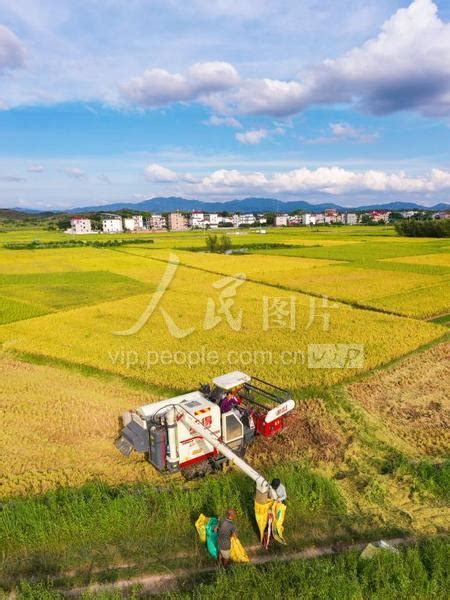 江西兴国早稻开镰 人民图片网